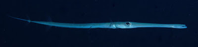 Real Monstrosities: Cornetfish