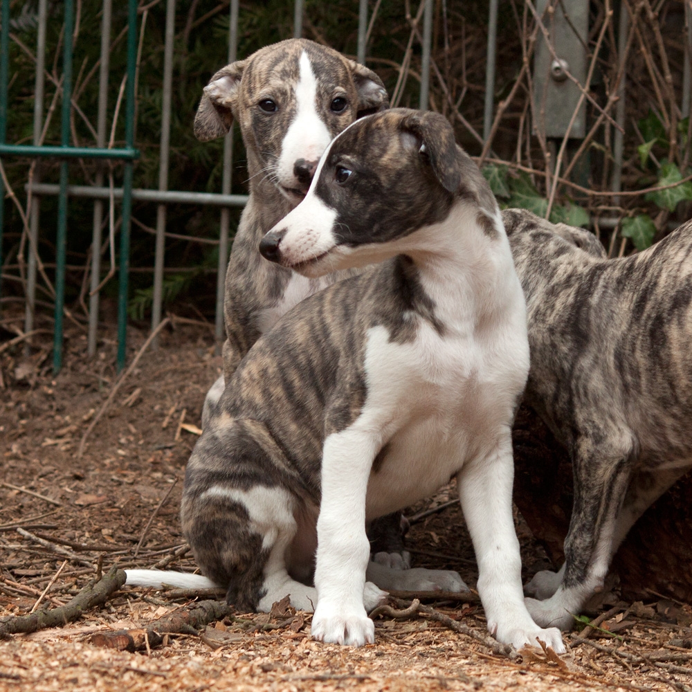 Whippets High on Emotion