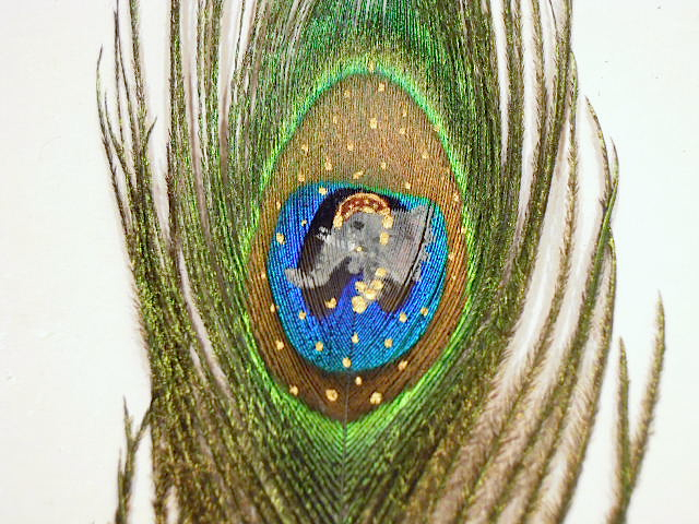 An Elephant a Day: Elephant No. 67: Painting on Feathers