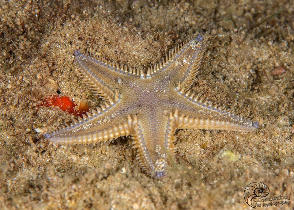 Biodiversity of Cyprus by NGO Protection of the Natural Heritage and ...