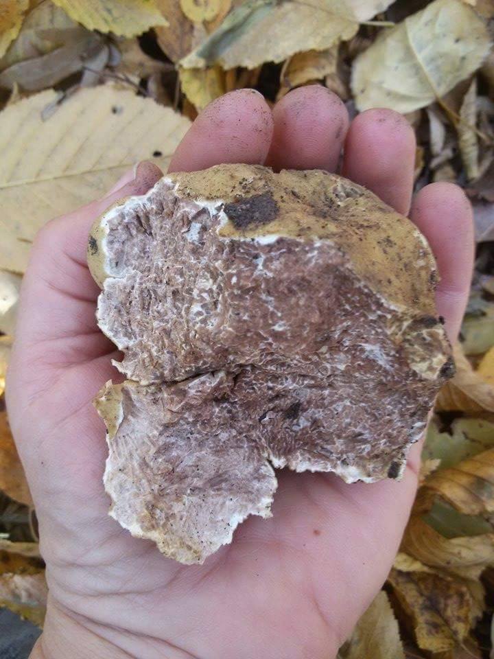 Гъби, трюфели и всичко за тях : Бял трюфел Tuber magnatum pico