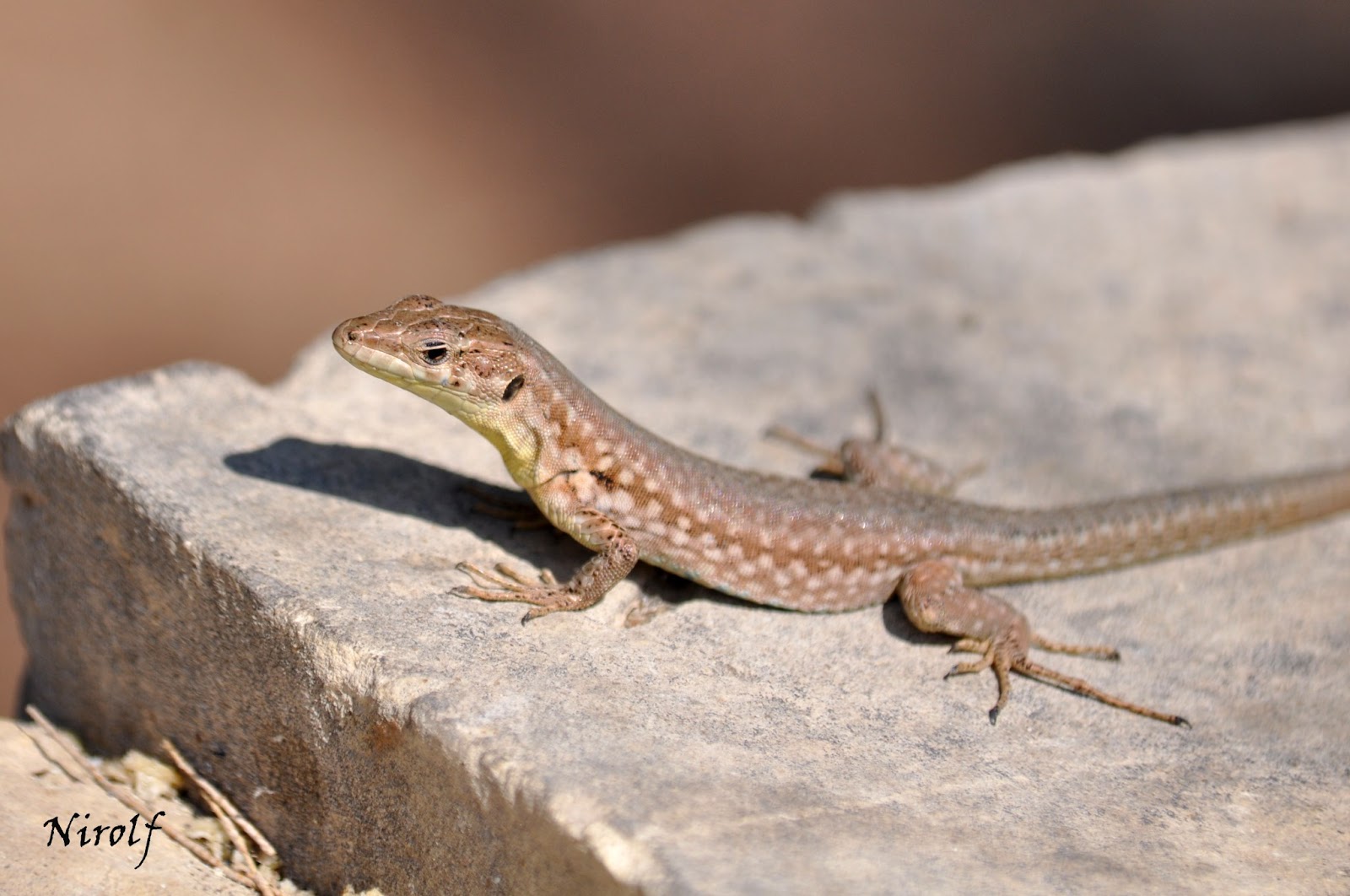 Maltese Wall Lizard | Nirolf Photography - You only get one shot