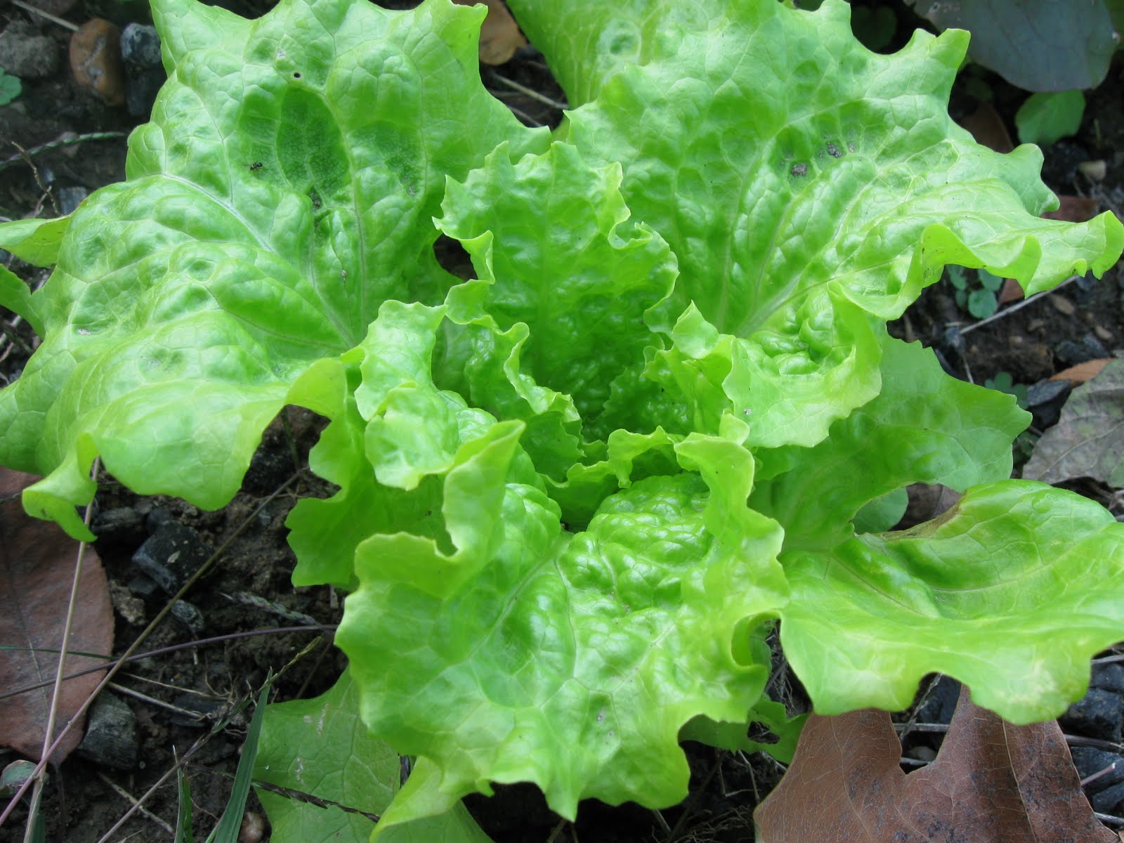 Kentucky Fried Garden: Self-Sowed Lettuces in the Fall Garden