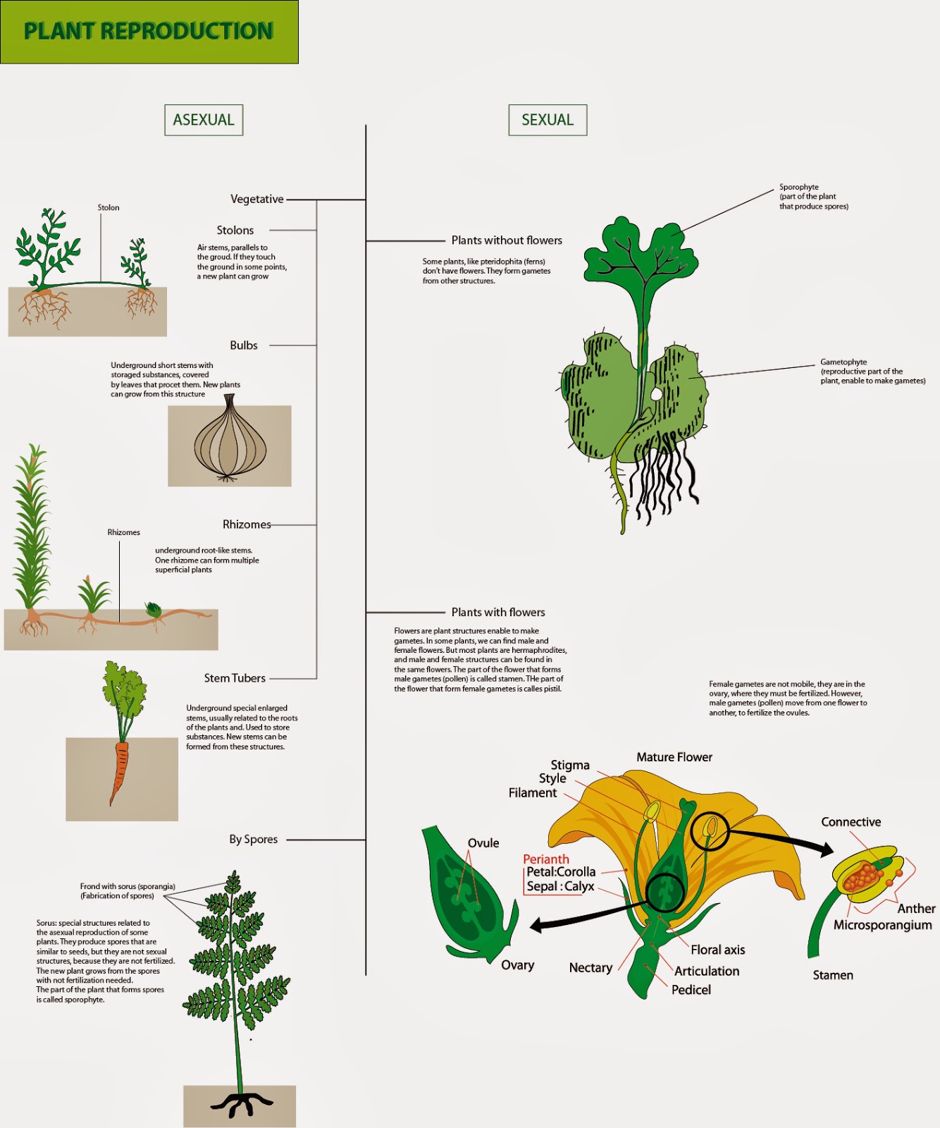 el moderno prometeo: Comparative Anatomy: Reproduction.