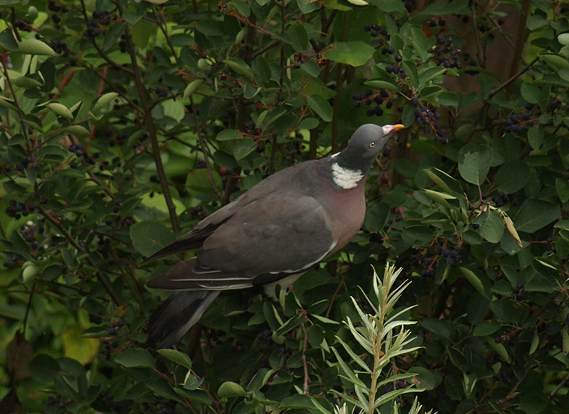 Vilt og vakkert: NF Winged