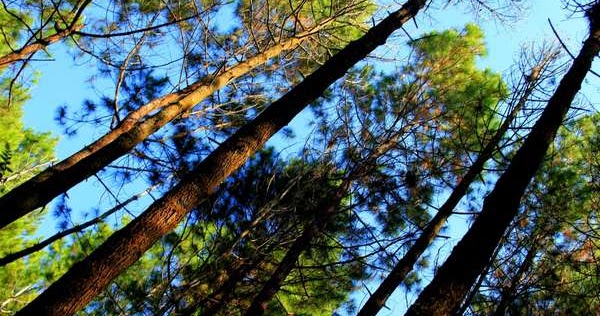 Pecinta Alam: Mengenai Tumbuhan :)