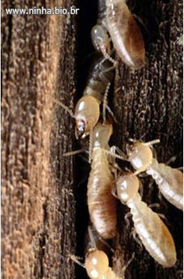 Projeto Ecológico Vida do Solo: CONHECENDO UM POUCO SOBRE CUPIM PARA ...