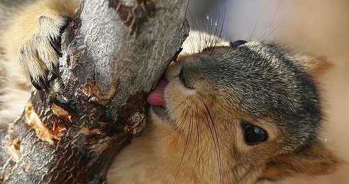 The New York Squirrel: December 2016