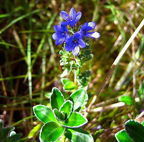 Theobrominated: Wednesday wildflower: Veronica persica