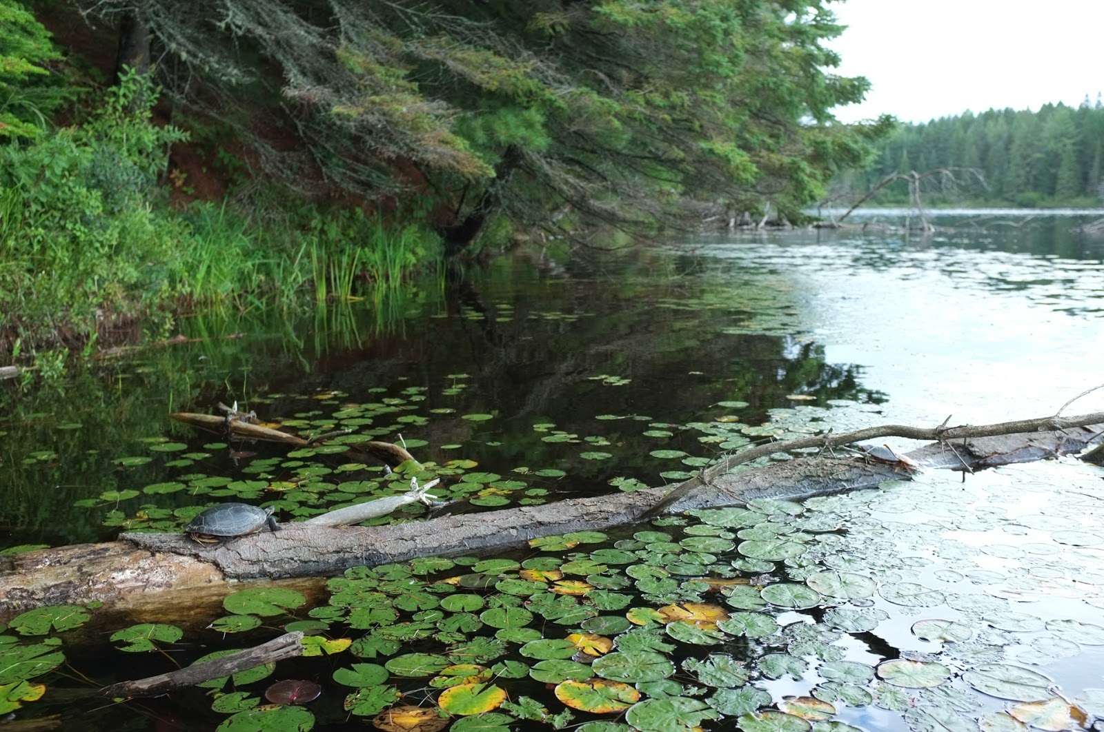 Algonquin Provincial Park - Pog Lake Campground ~ this anomal life.