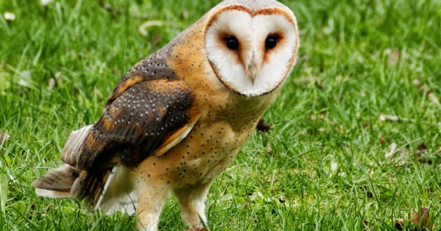 CZPOHÁDKA: SOVA NEPOŘÁDNICE - Pohádky o zvířátkách