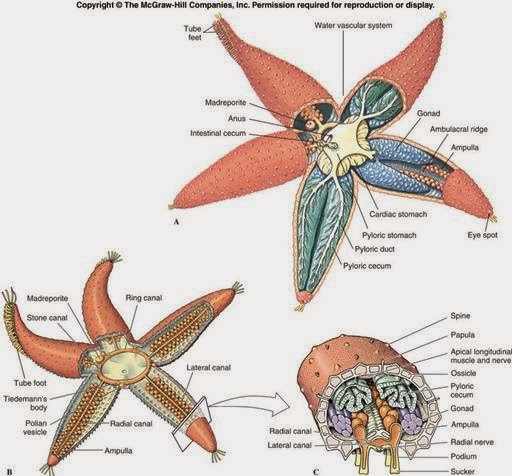 PhillipsBiology: Echinoderm Pictures