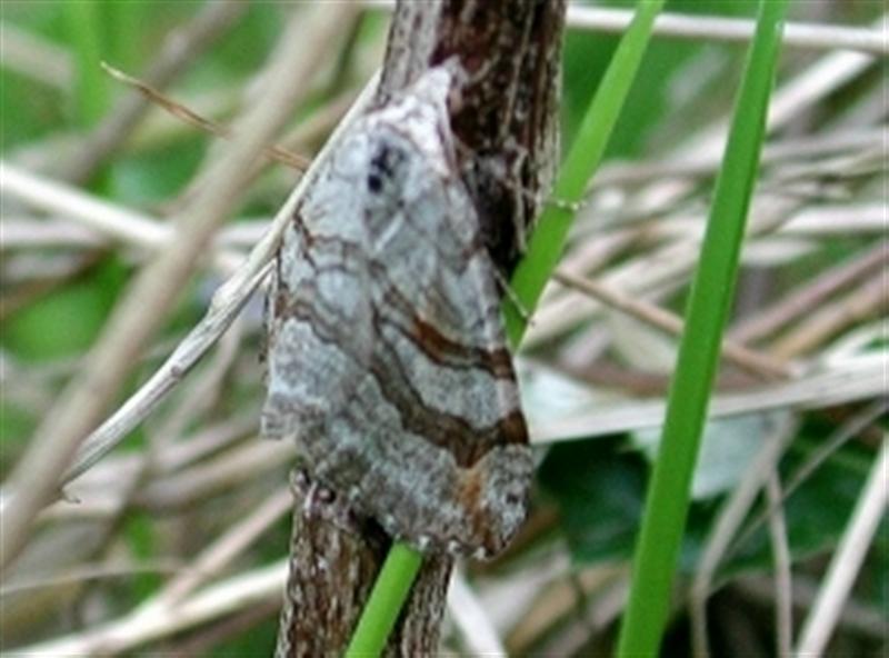 The Flora and Fauna of Holmethorpe Sand Pits: Macro moths