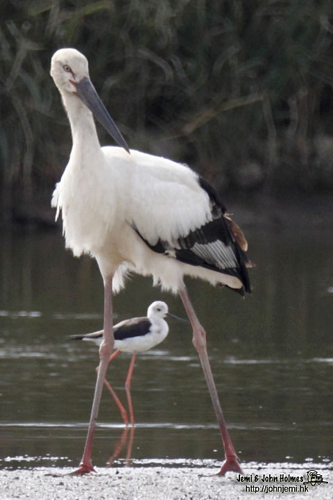 John's Hong Kong Birding: Oriental Stork at Mai Po
