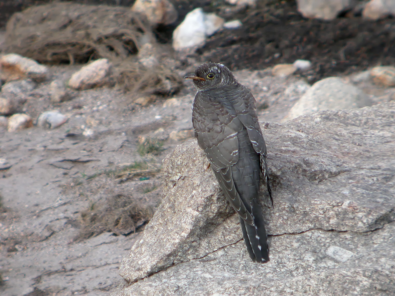 Aves y Fotografía de Naturaleza: Avifauna de A Veiguiña de Conso ...