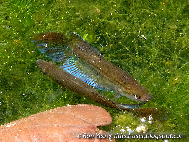 tHE tiDE cHAsER: Freshwater Ray-finned Fishes of Singapore