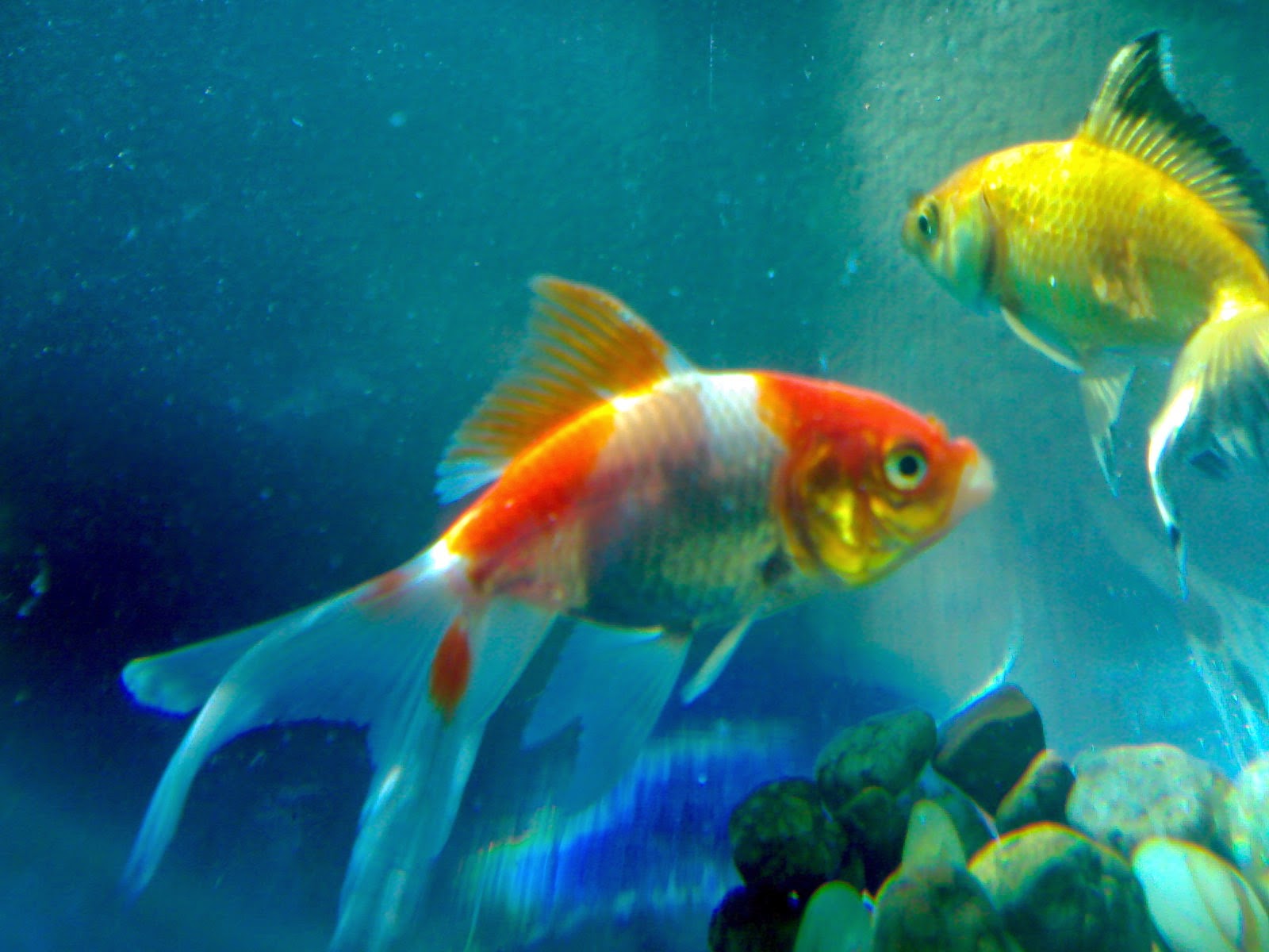 Different Types of Percoid Fish Raising