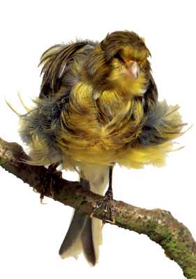 Rizado de París (Canarios Rizados) - Canaricultura y Canarios - El ...