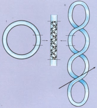 Biologia Molecular VI Sem.: ADN CIRCULAR