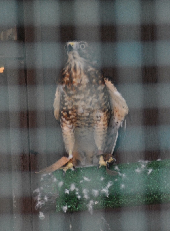 Southeastern PA Hiking: Horse-Shoe Trail - Great Valley Nature Center ...