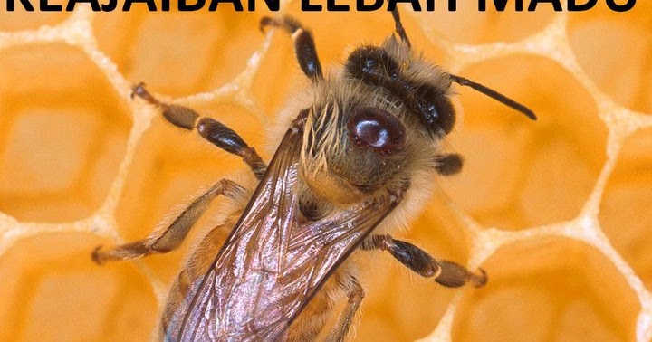 Keistimewaan Hewan Lebah ~ Dakwah Kajian Islam dan Sains