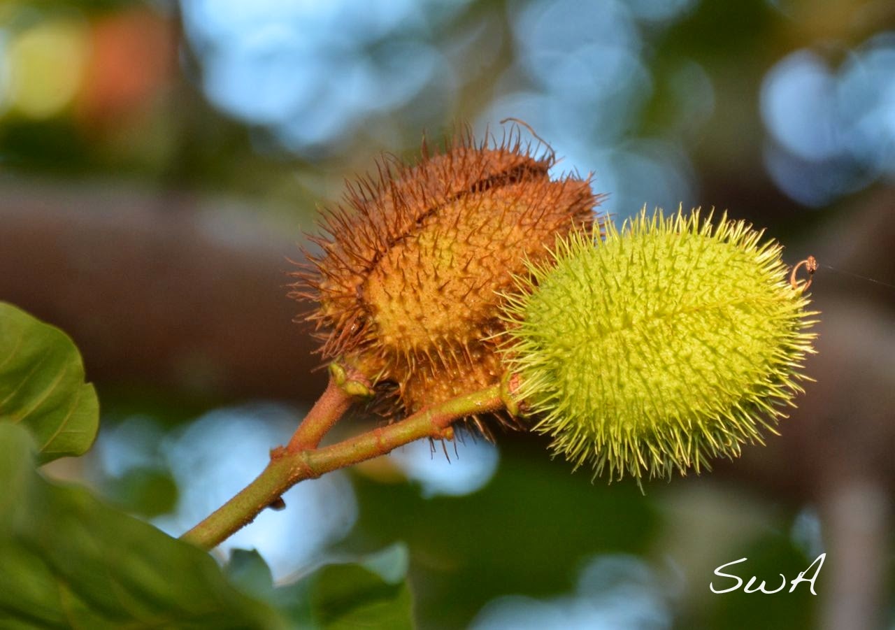 Tropical Biodiversity - Santarém - Pará - Brasil: Urucu - Bixia orellana