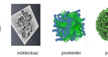 Prof. Dr. Bilsen Beşergil: Biyomimetik Nanomalzemeler (biomimetic ...