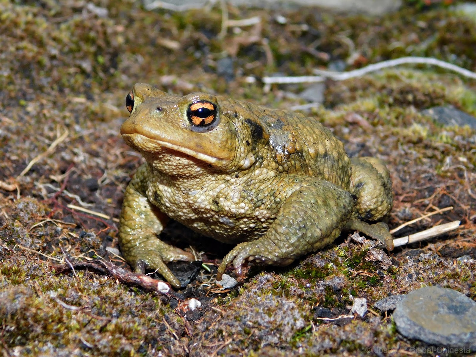(Paleo-)Herpetología: Bufo spinosus - Sapo común ibérico