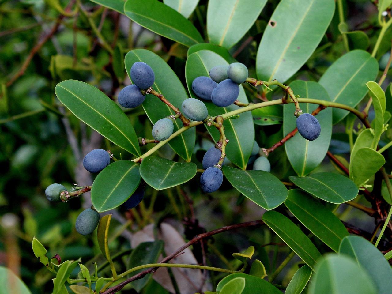 shiatoshi: Simarouba Glauca , Lakshmitaru , Paradise Tree