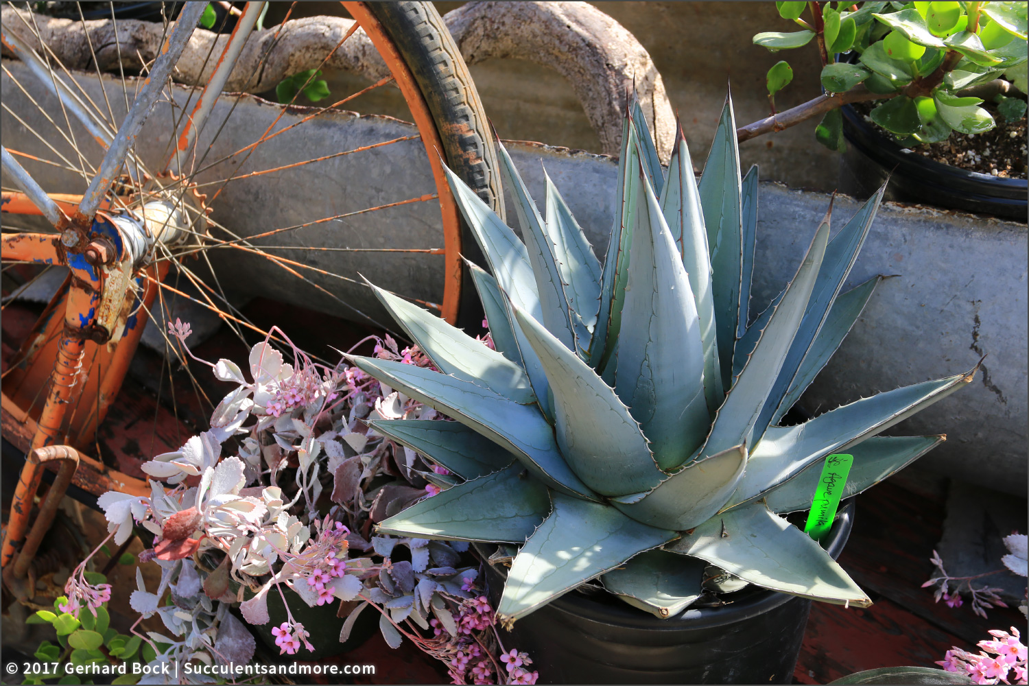 Agave pumila rot—can it be stopped?