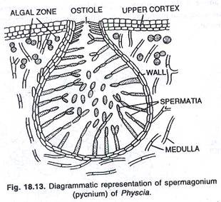 Reproduction in lichens for +3 zoology students