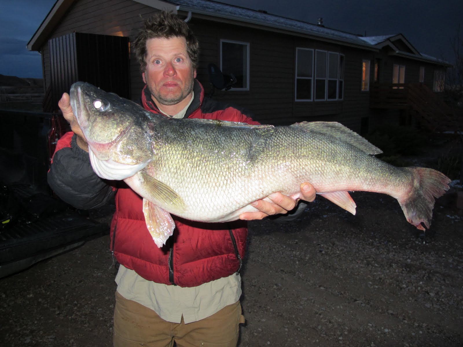 Wyoming Fly Fisher: Another BIG Grey Reef walleye. R.I.P.