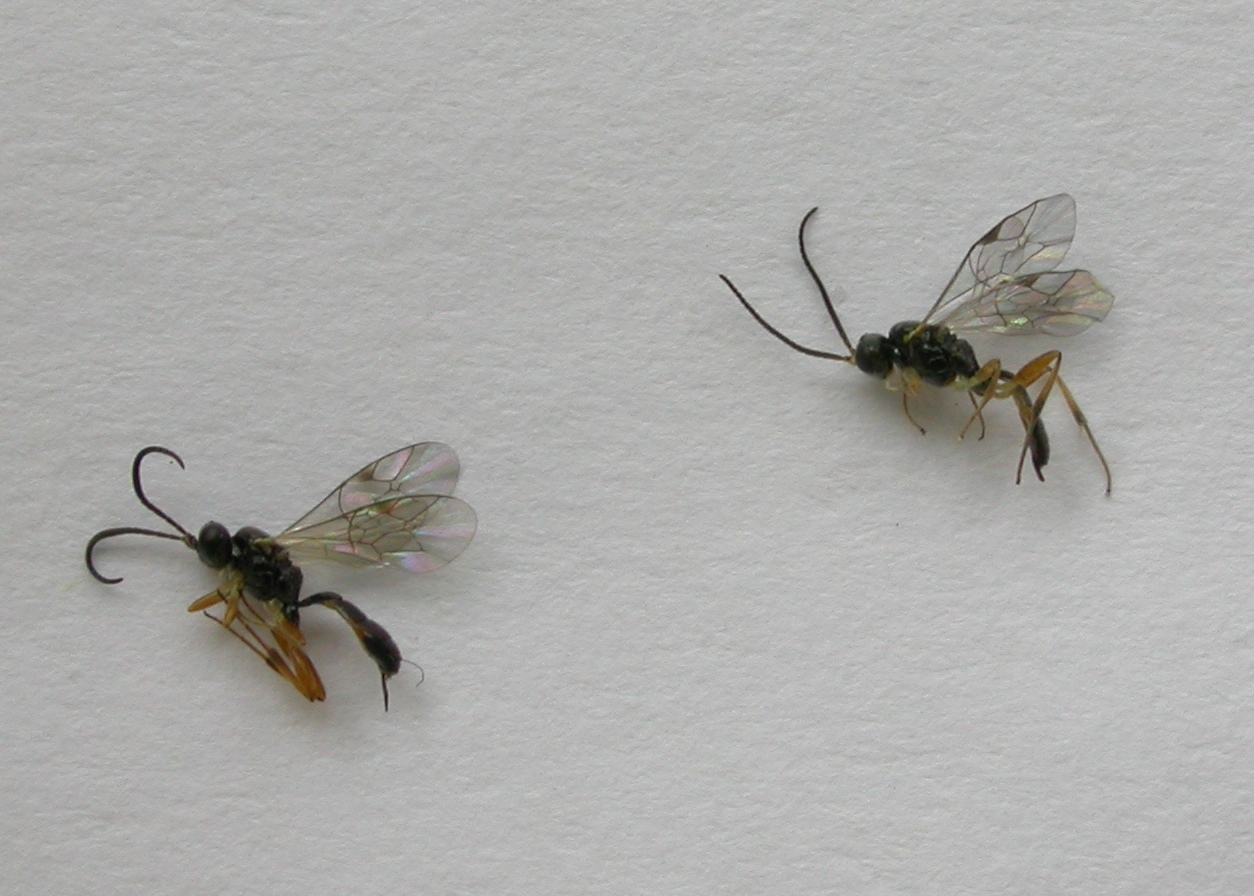 Yorkshire Ichneumons