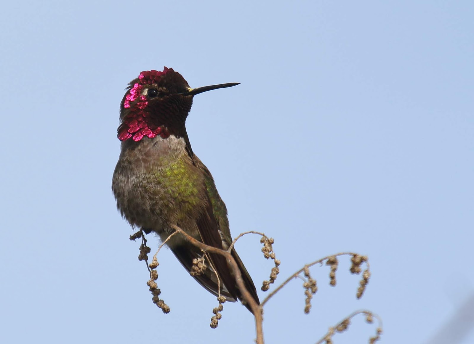 Anna's Hummingbirds in Imperial Beach - Greg in San Diego