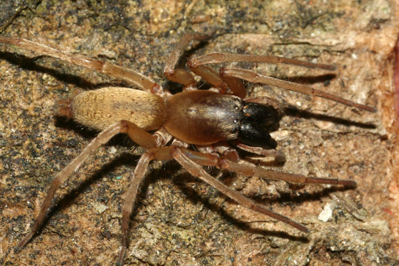 Variety of Life: Clubiona