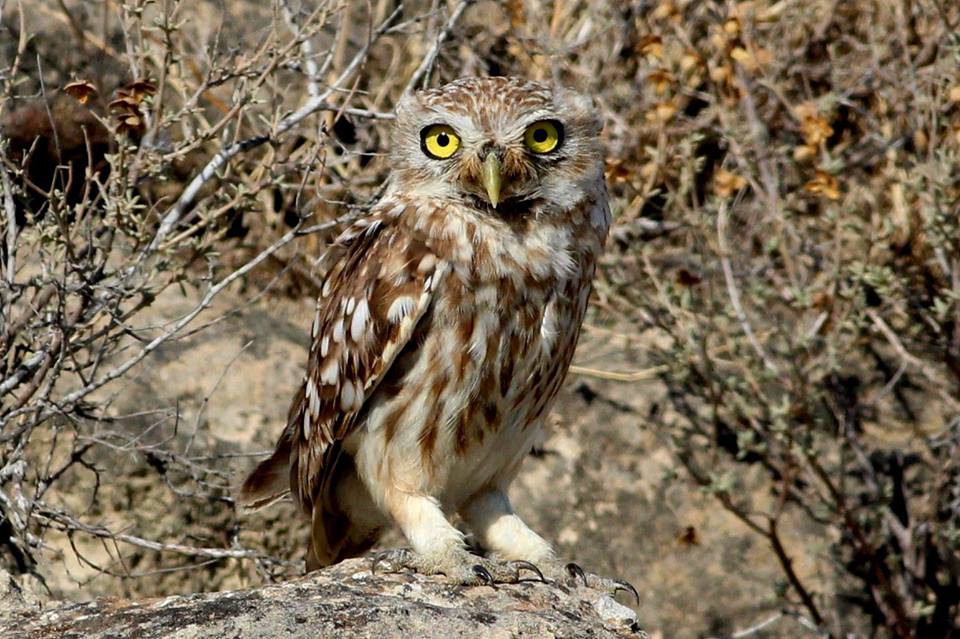 Biodiversity of Cyprus by NGO Protection of the Natural Heritage and ...
