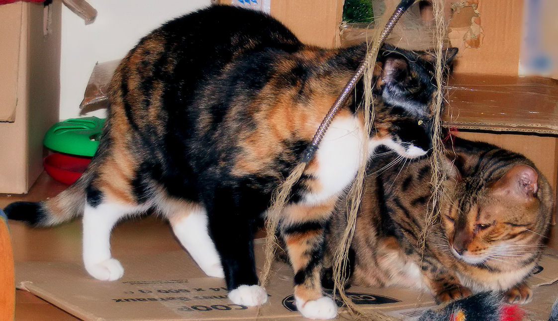 The Cuddly Friends: Cat Chatting Up a Cat :)