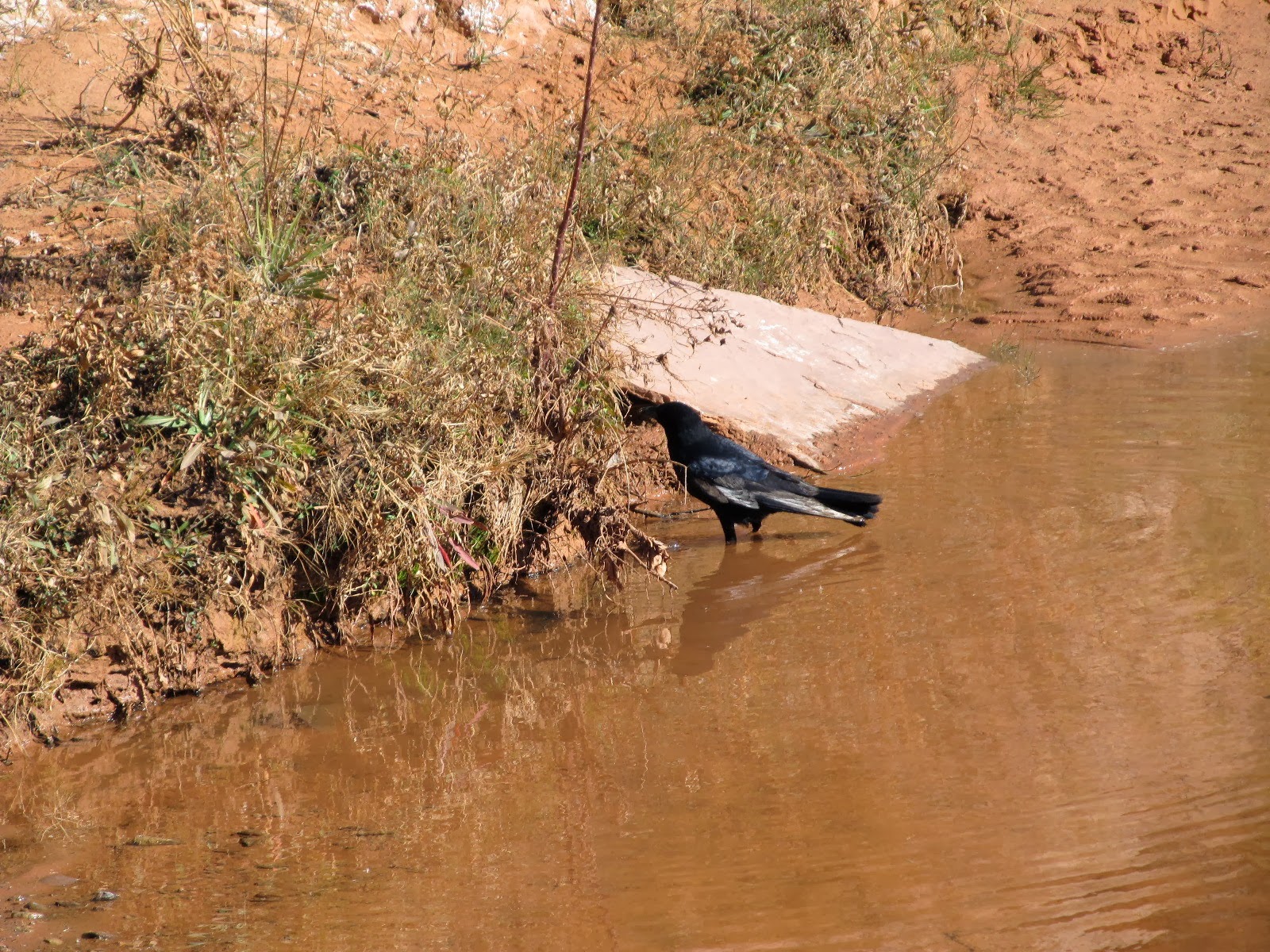 Janie and Steve, Utah Trails: Critter Viewing