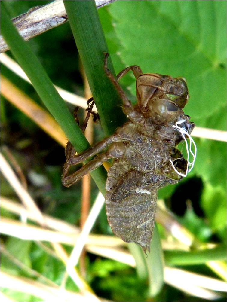 Insects of Scotland: Dragonflies/Damselflies