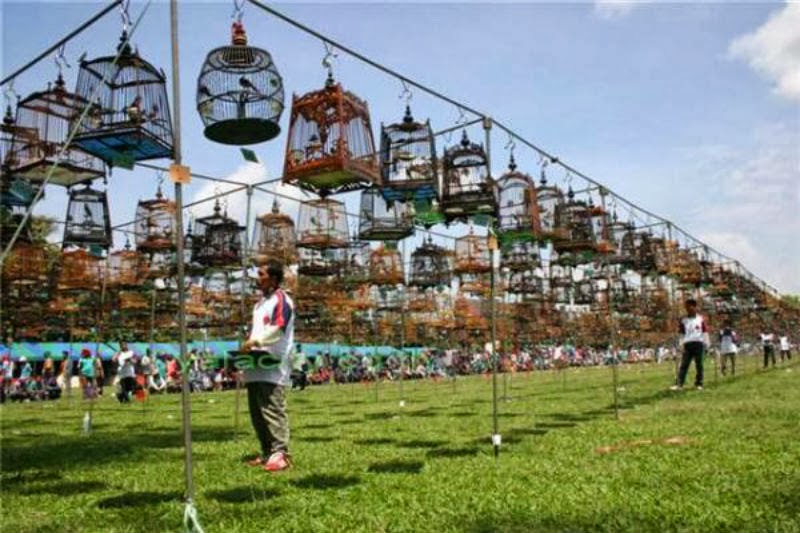 Joy in Thailand: Asean Java Dove Songbird Contest a Yala