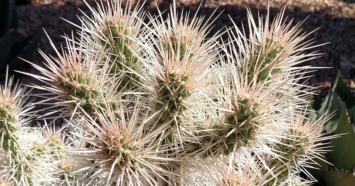 The Mathematical Tourist: Snow Leopard Cactus
