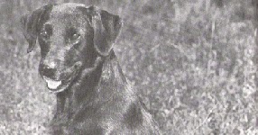 Famous Dogs in History: King Buck: From Sick Pup to National Champ