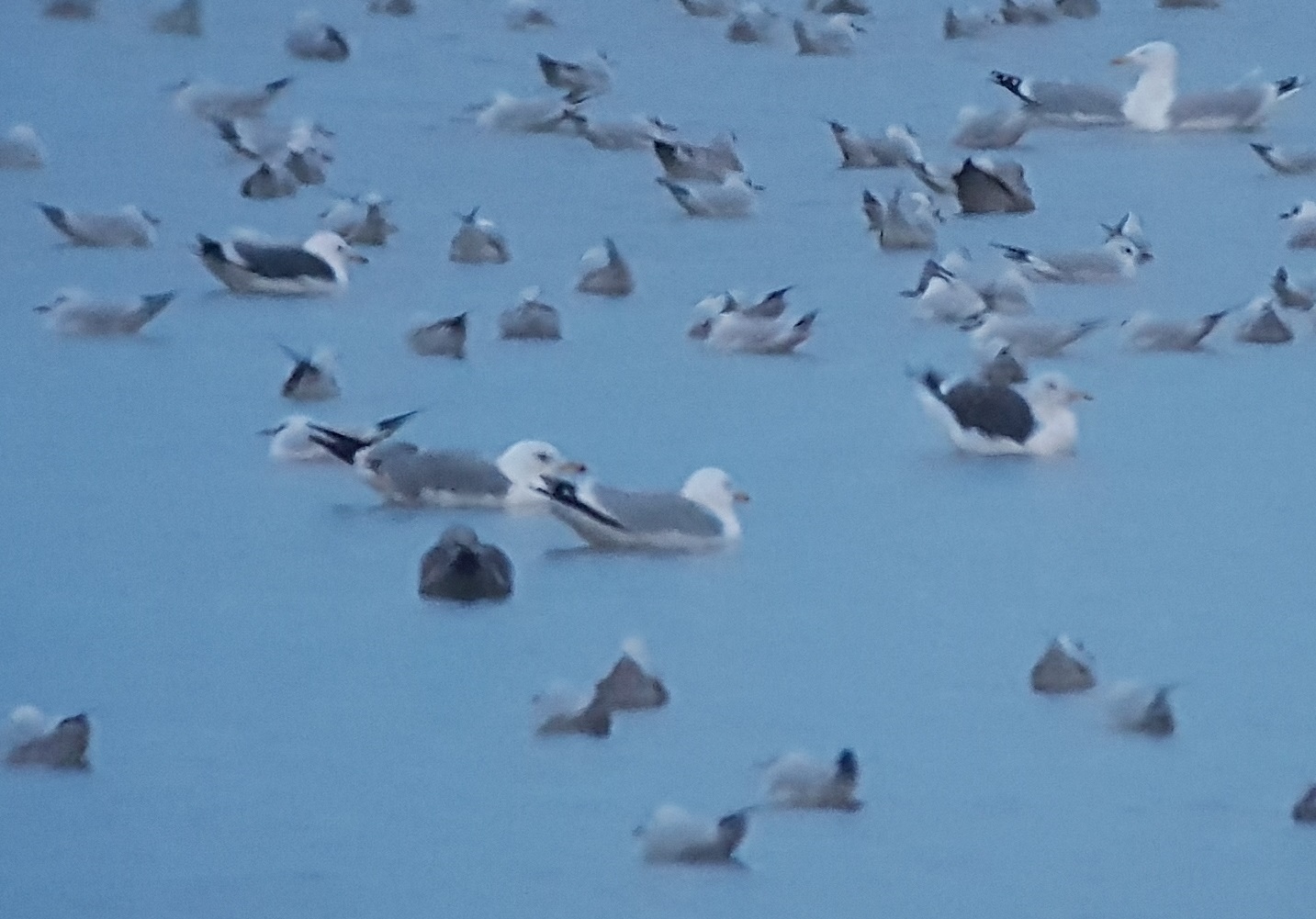 A Field Notebook: Watching the Pennington Flash gull roost