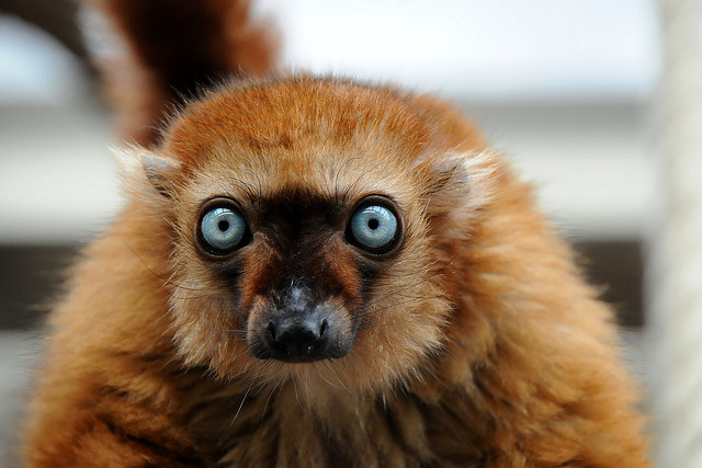 Planet Lemur: 10 Beautiful Little-Known Species | The Ark In Space