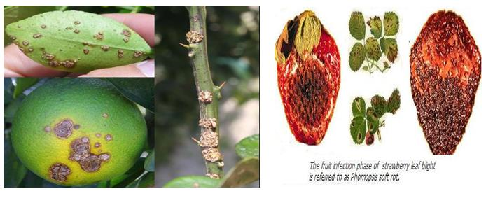 Effect of Physical Damage on Food Spoilage | Learn Microbiology