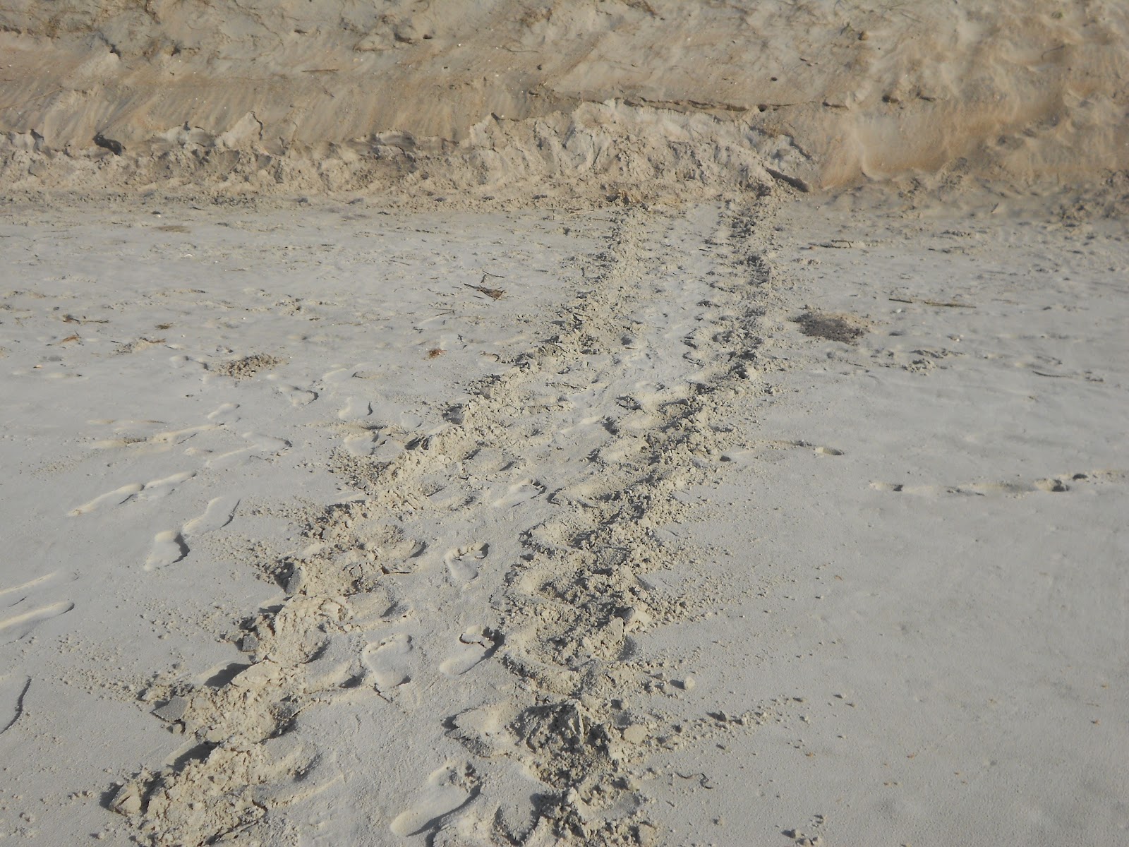 How We Spend Our Days: Turtle Tracks