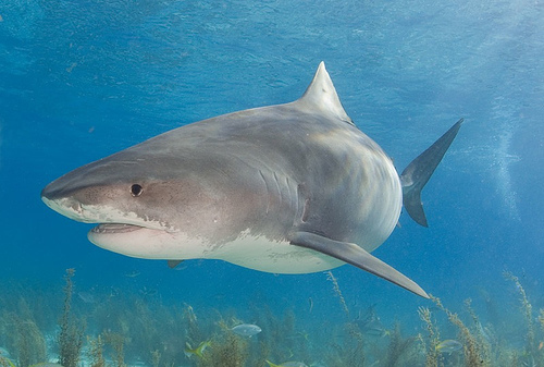 THE ANIMAL WILDLIFE: IKAN HIU MACAN (tiger shark)