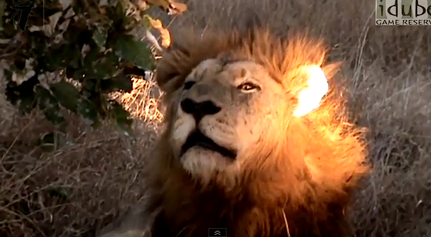 SOUNDSCAPE EXPLORATIONS: Soundscape: Voice of the lion