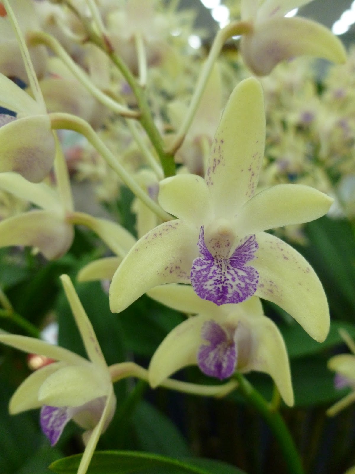 Onslow and Miss B: Australian Native Orchid Society conference