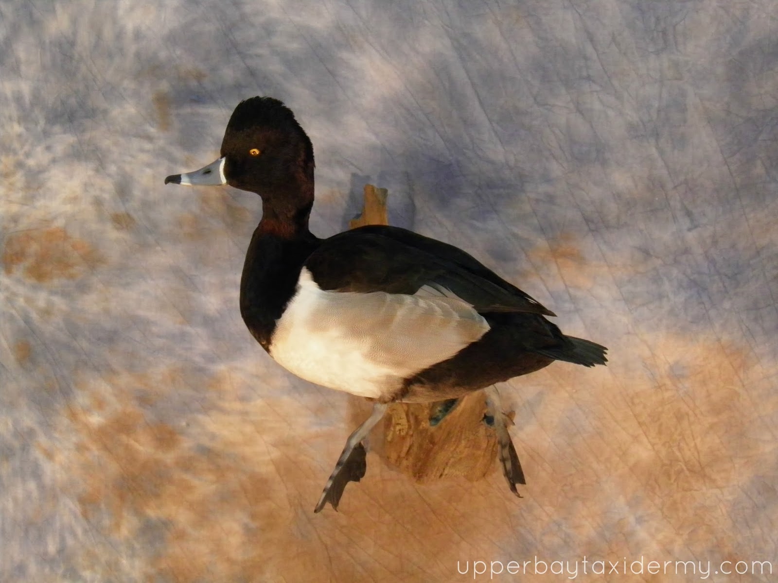 Upper Bay Taxidermy Mobile Gallery: Ducks